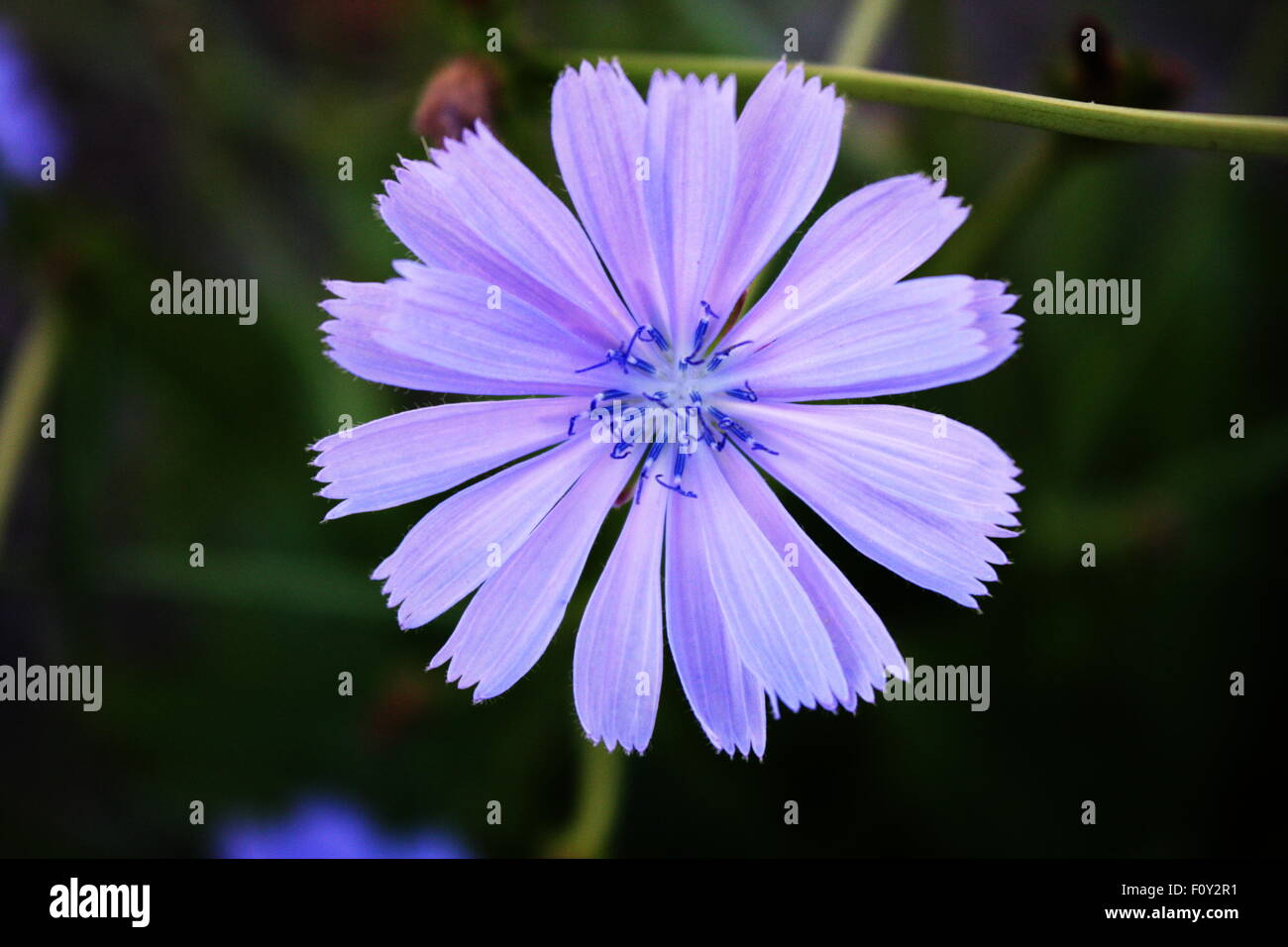Artistic violet flower hi-res stock photography and images - Alamy