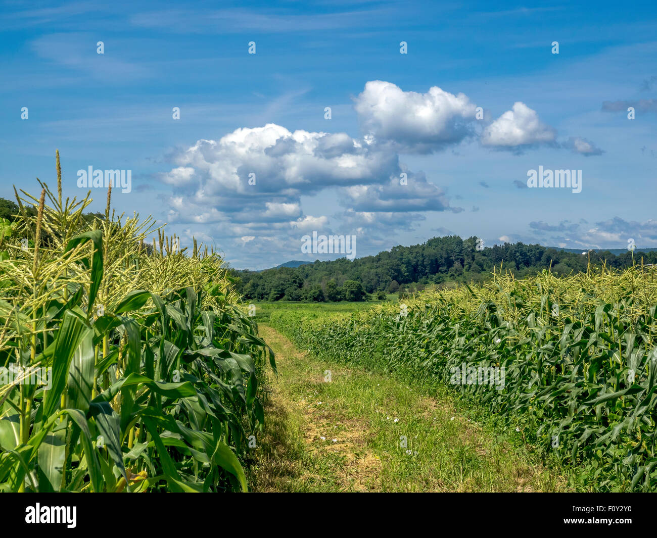 Sweet corn field farm against blue cloudy sky Stock Photo - Alamy