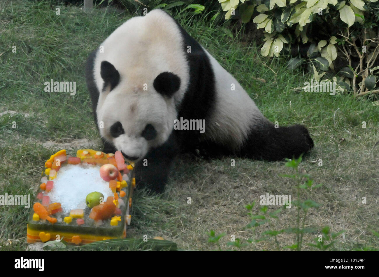 Macao, China. 23rd Aug, 2015. Giant panda "Kaikai" enjoys his birthday ...