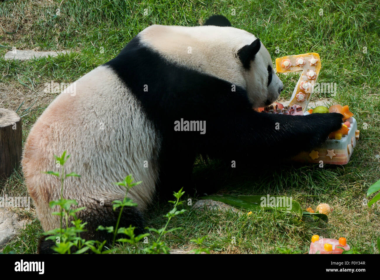 Macao, China. 23rd Aug, 2015. Giant panda "Kaikai" enjoys his birthday ...