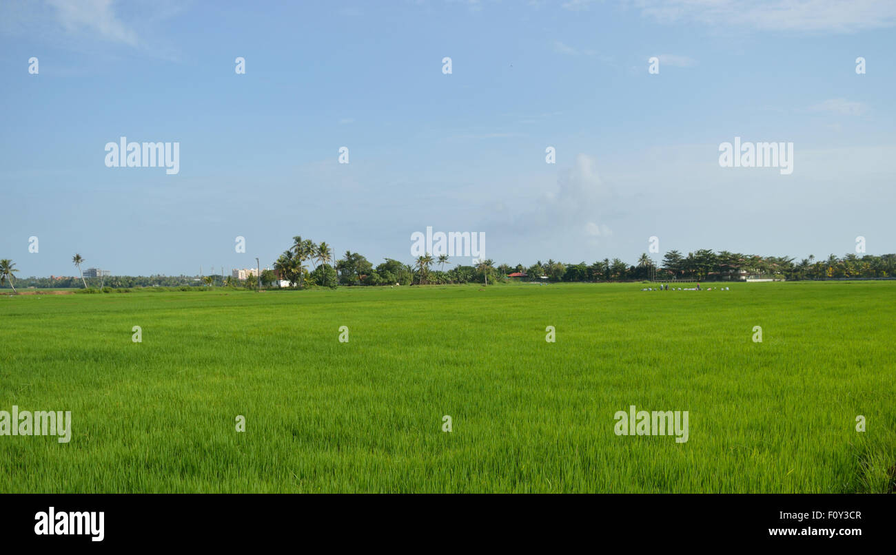 Kerala Paddy Fields High Resolution Stock Photography and Images - Alamy