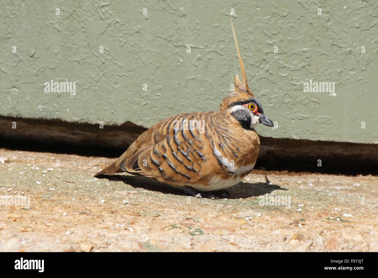 Australian native pigeon hi-res stock photography and images - Alamy