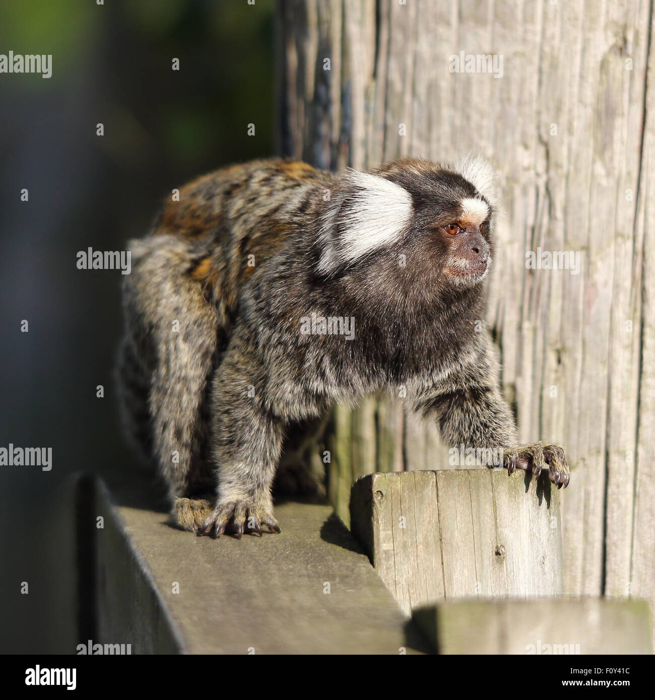 Common marmoset in sunlight hi-res stock photography and images - Alamy
