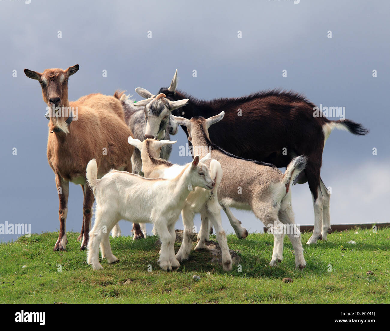 A large family of domestic goats with their kids Stock Photo - Alamy