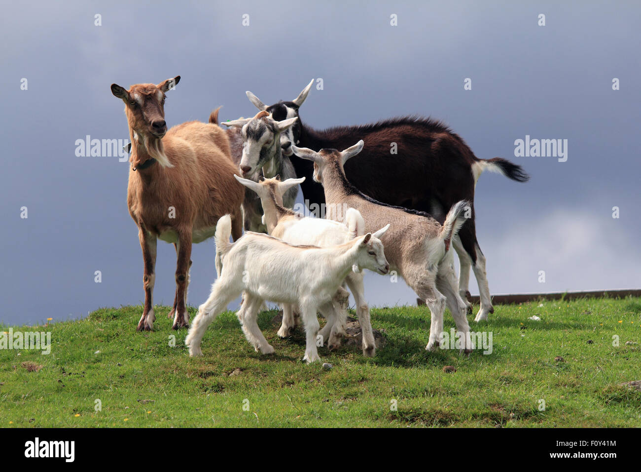 A large family of domestic goats with their kids Stock Photo - Alamy