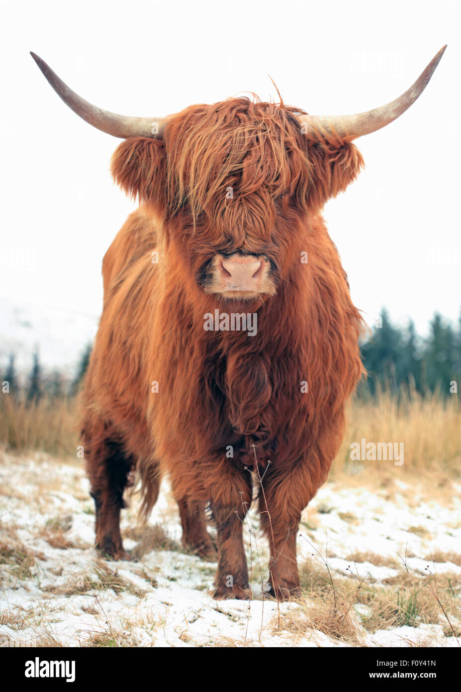 A lovely red Scottish Highland Cow in winter, close-up, looking into ...