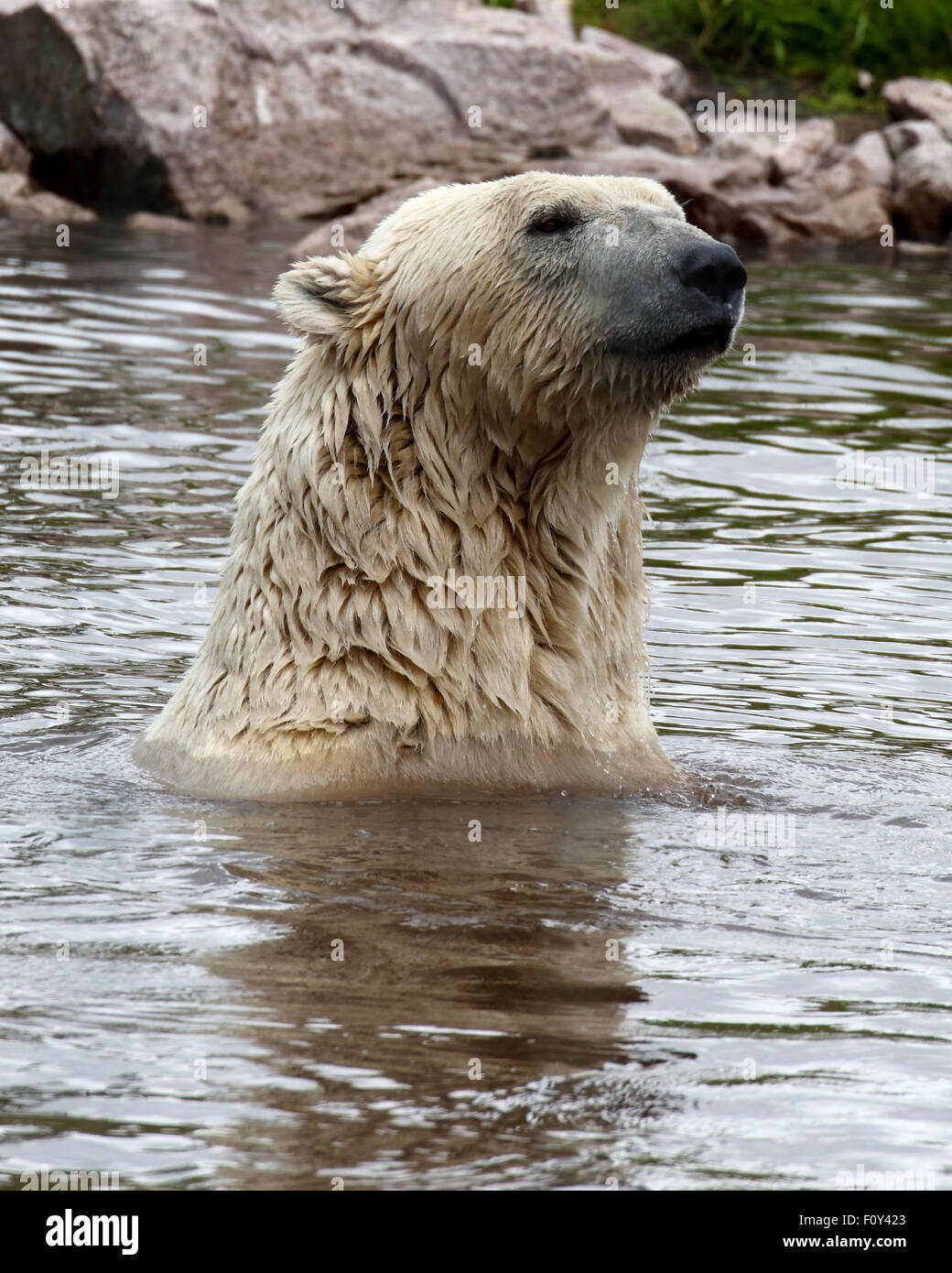 A beautiful male Polar Bear having a bath in water Stock Photo - Alamy