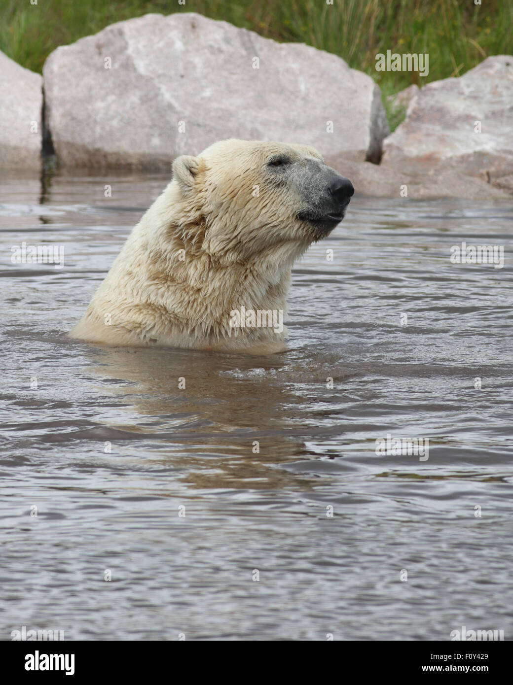 A beautiful male Polar Bear having a bath in water Stock Photo - Alamy