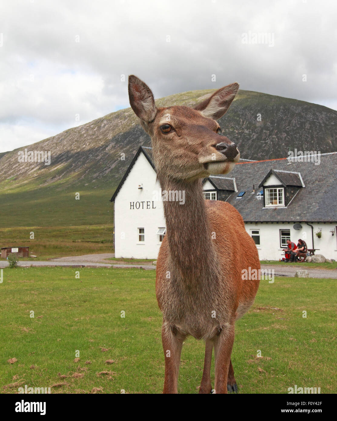 A beautiful, curious, Red Deer posing very close Stock Photo - Alamy