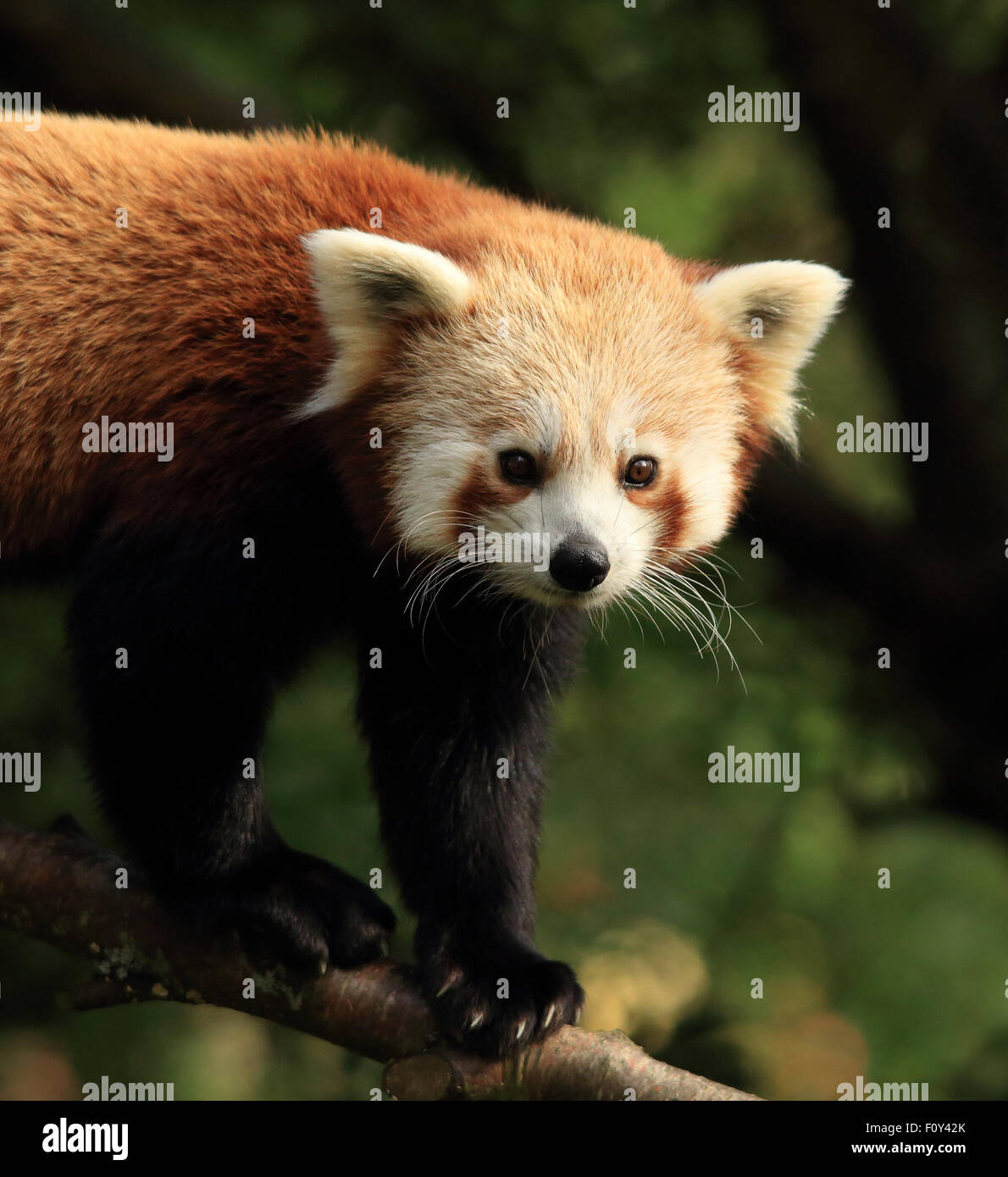 A lovely Red Panda looking into the camera Stock Photo - Alamy