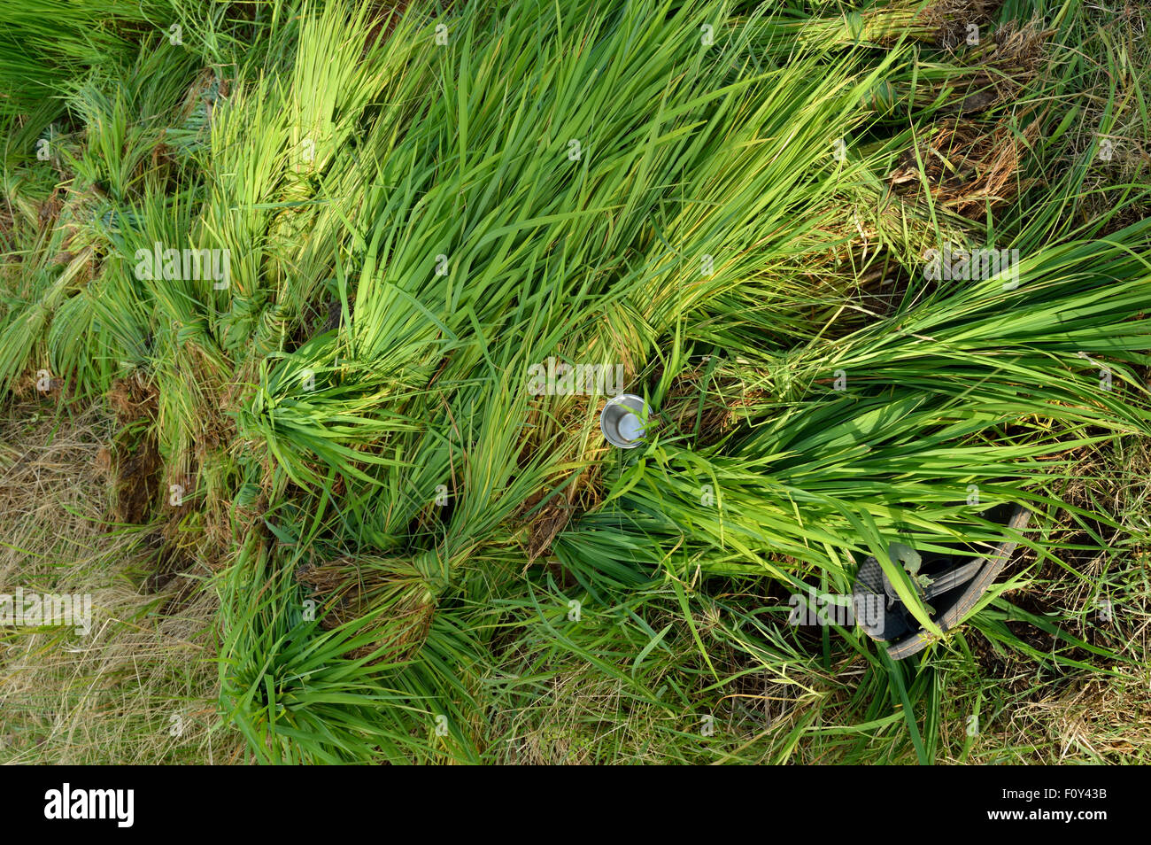 Rice Grain Heap Stock Photo - Alamy