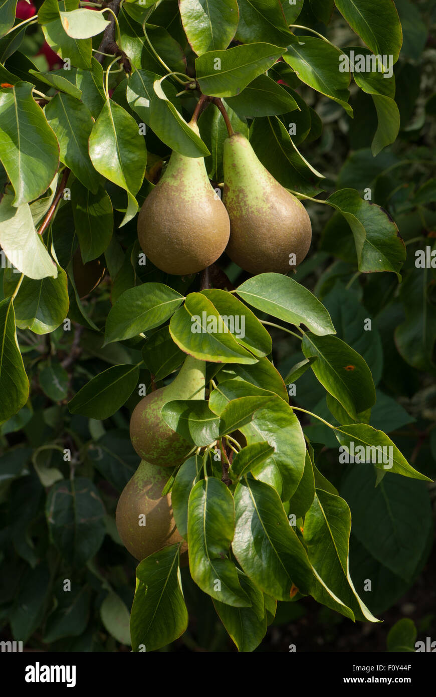 Dessert pear 'Conference' Stock Photo - Alamy