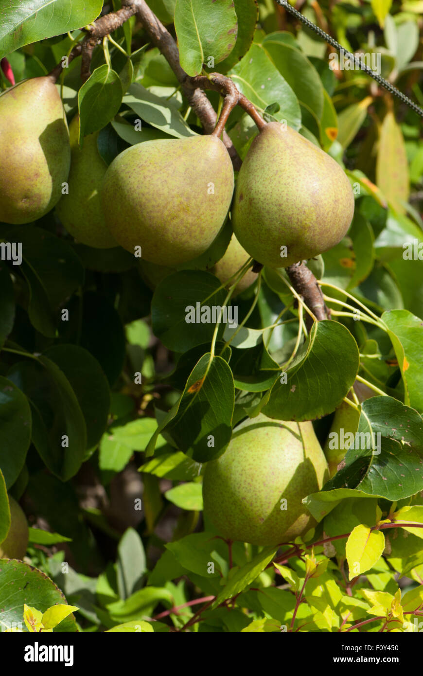 Cross pollination and self pollination hi-res stock photography and ...