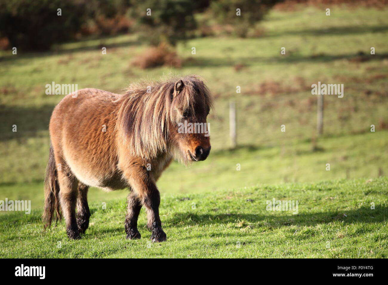 Galloping shetland pony horse hi-res stock photography and images - Alamy