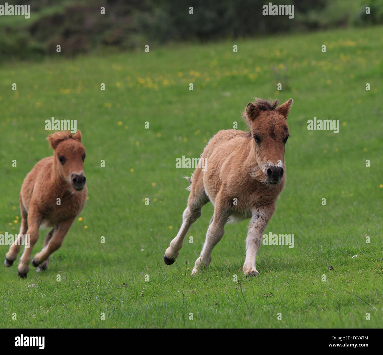 Two playful, young, Shetland Pony's running on the green field Stock ...