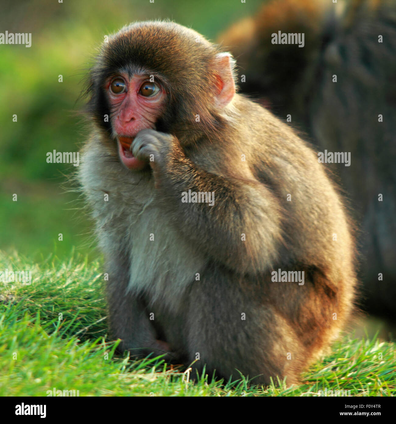 A lovely baby Snow Monkey, also known as Japanese Macaque, looking ...