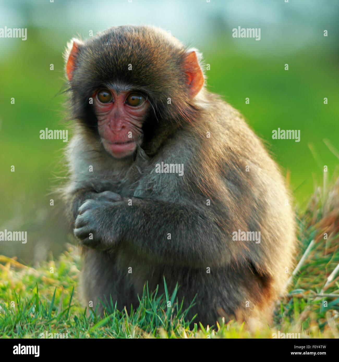 Baby snow monkey hi-res stock photography and images - Alamy