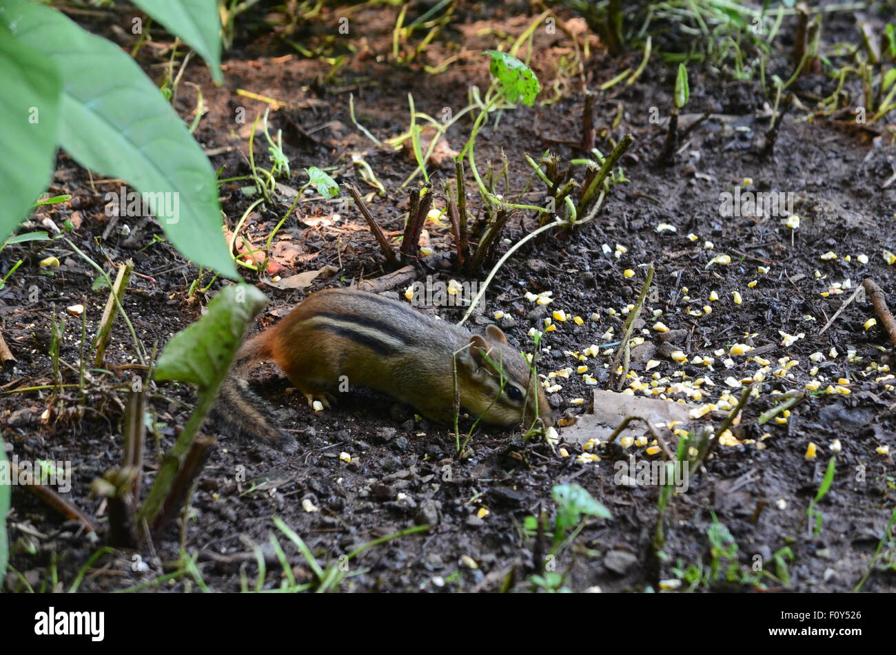 Chipmunks eating hi-res stock photography and images - Alamy