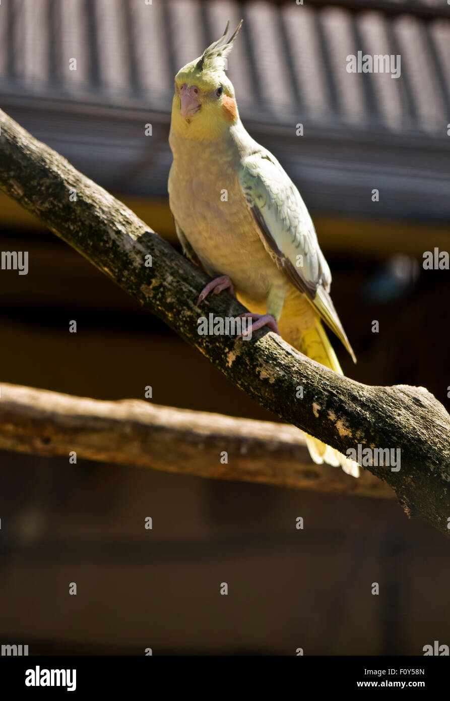 Cockatoo (crested) parrot (Nymphicus Hollandicus), lives in Australia ...