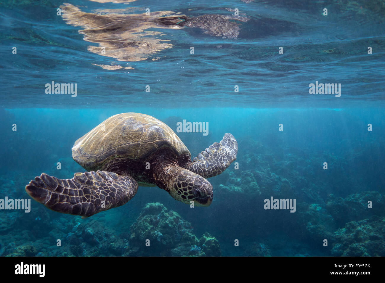 Turn turtle hi-res stock photography and images - Alamy