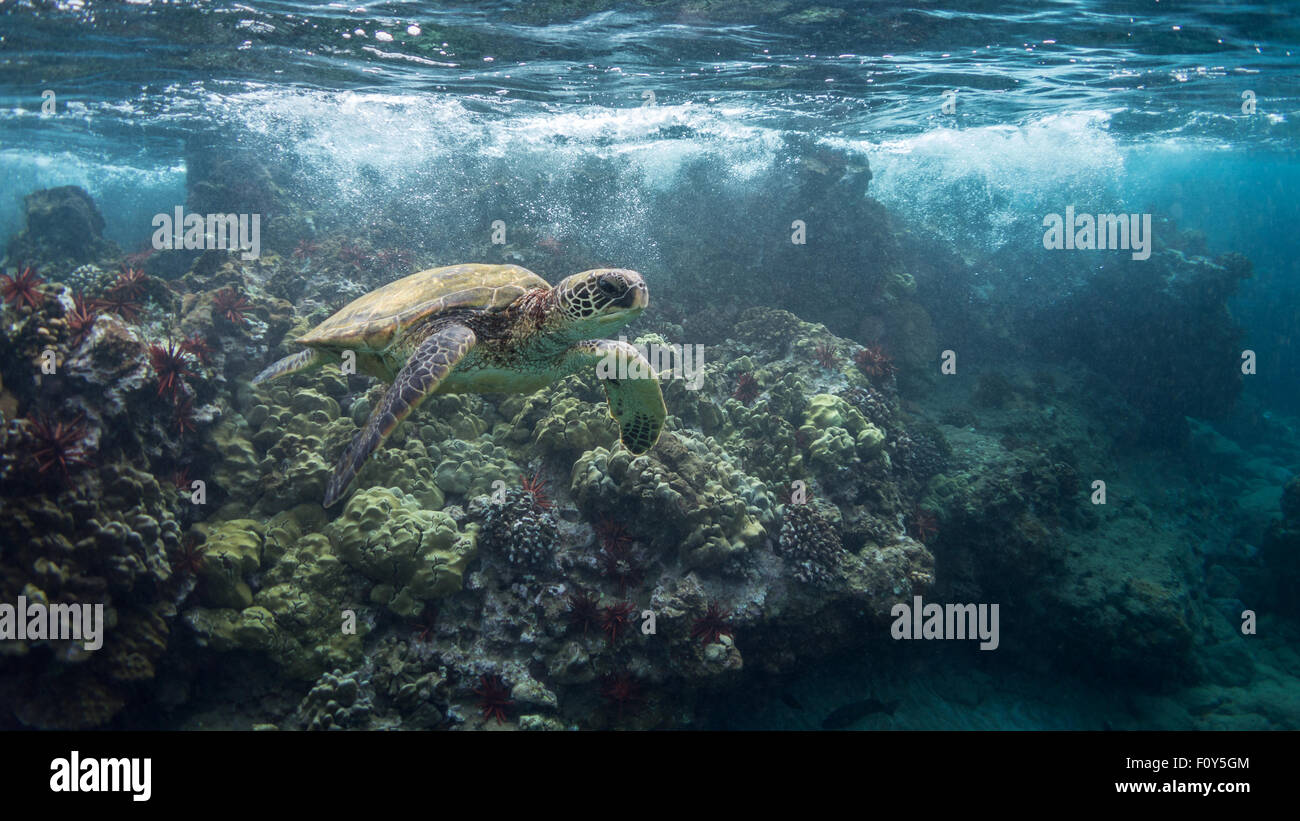 Turtle in Breaking Wave Stock Photo - Alamy