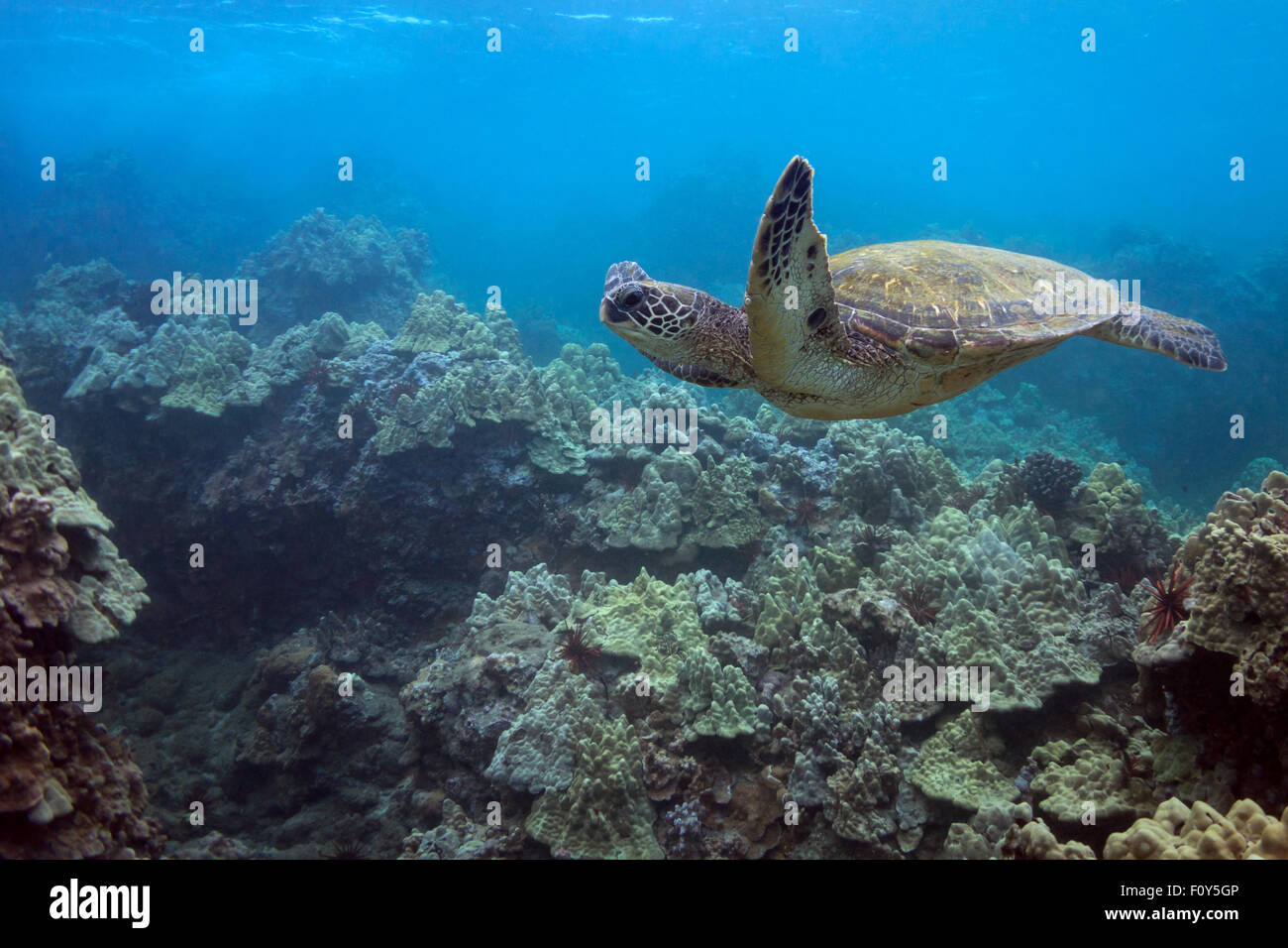 Flying sea turtle hi-res stock photography and images - Alamy