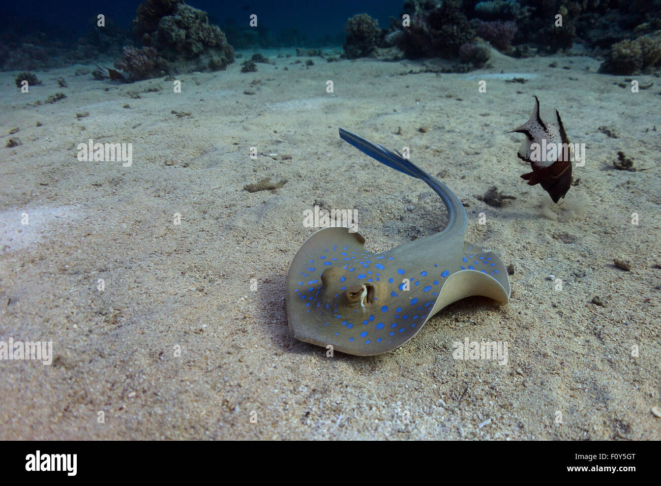 Ray blue hi-res stock photography and images - Alamy