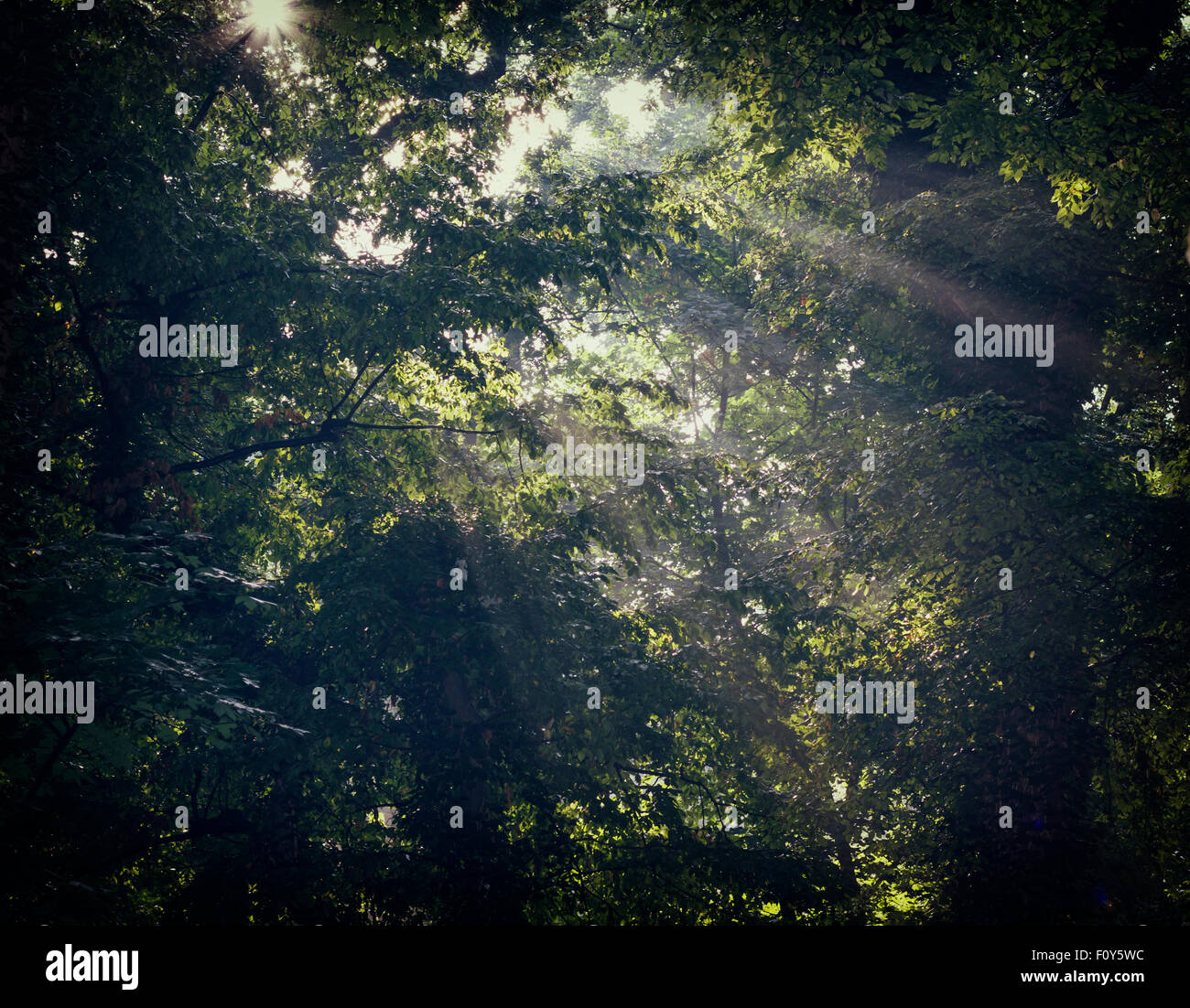 Beautiful morning scene Stock Photo - Alamy