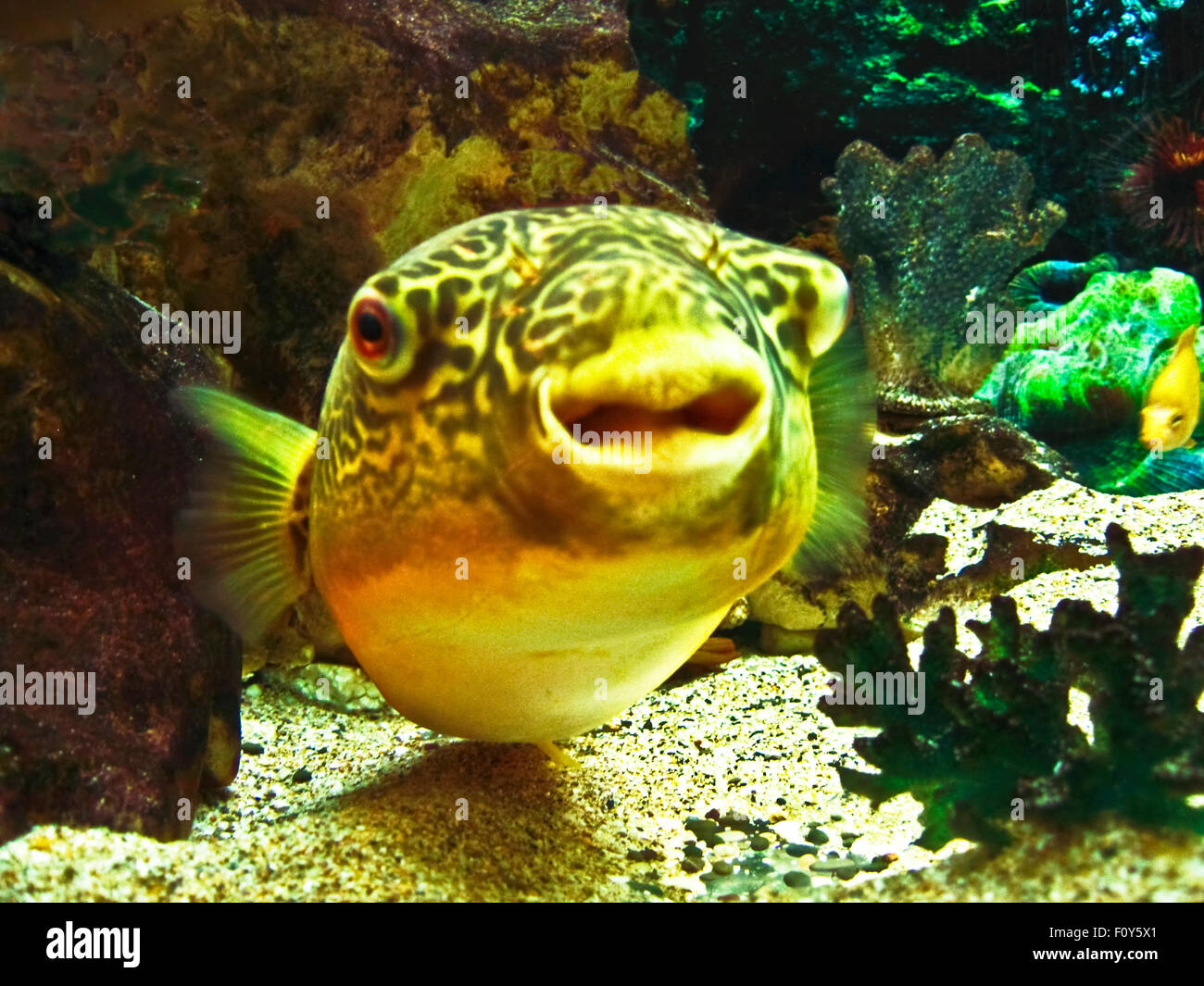 Nile tetraodon hi-res stock photography and images - Alamy