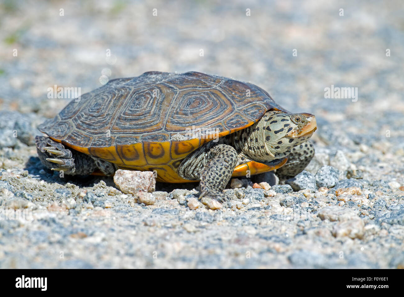Diamondback Terrapin Laying Eggs on Road Stock Photo - Alamy