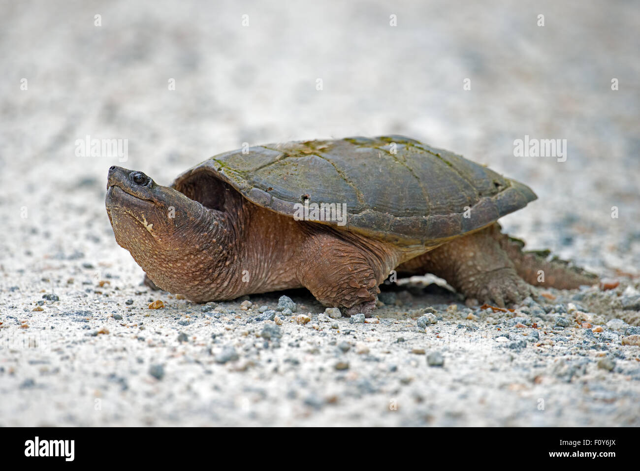 Common snapping turtle hi-res stock photography and images - Alamy