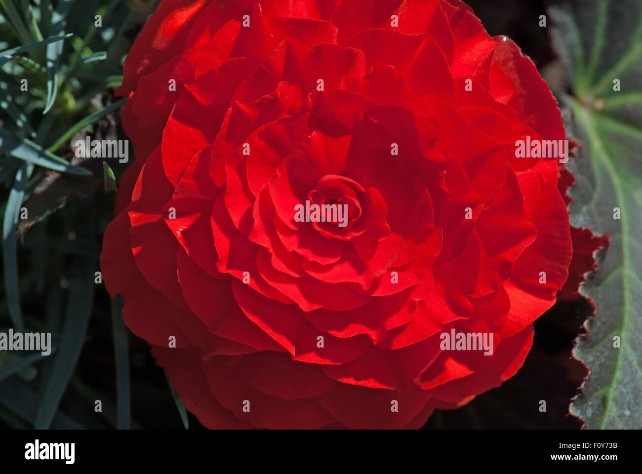 Bright red tuberous begonia Stock Photo - Alamy