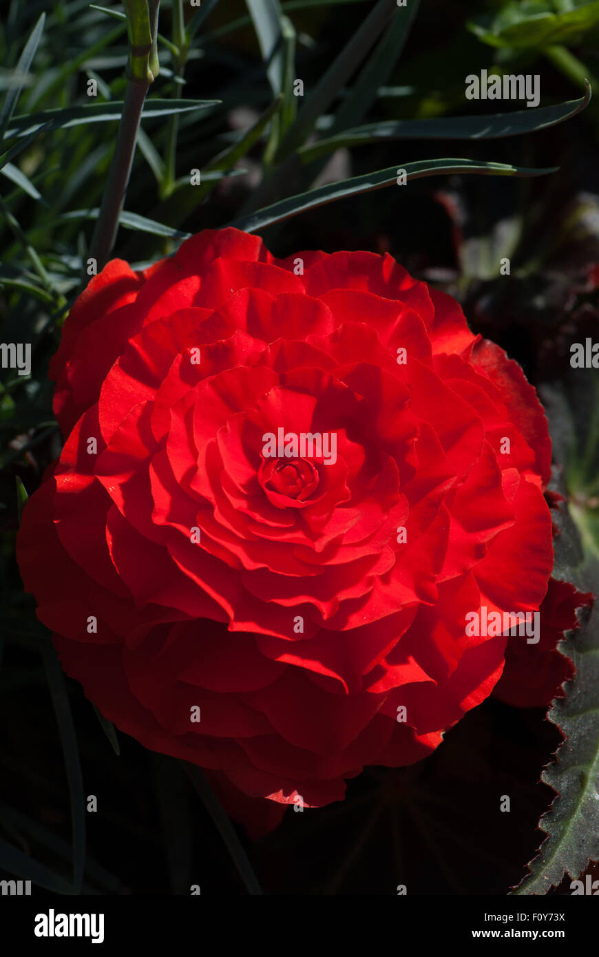 Bright red tuberous begonia Stock Photo - Alamy