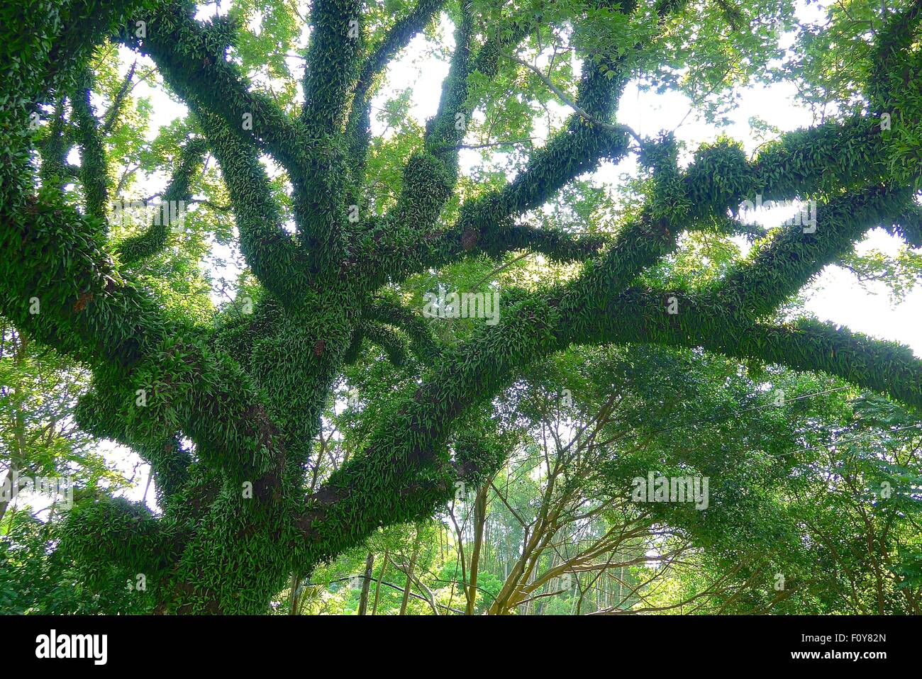 The portrait of vegetation cover on a tree Stock Photo - Alamy