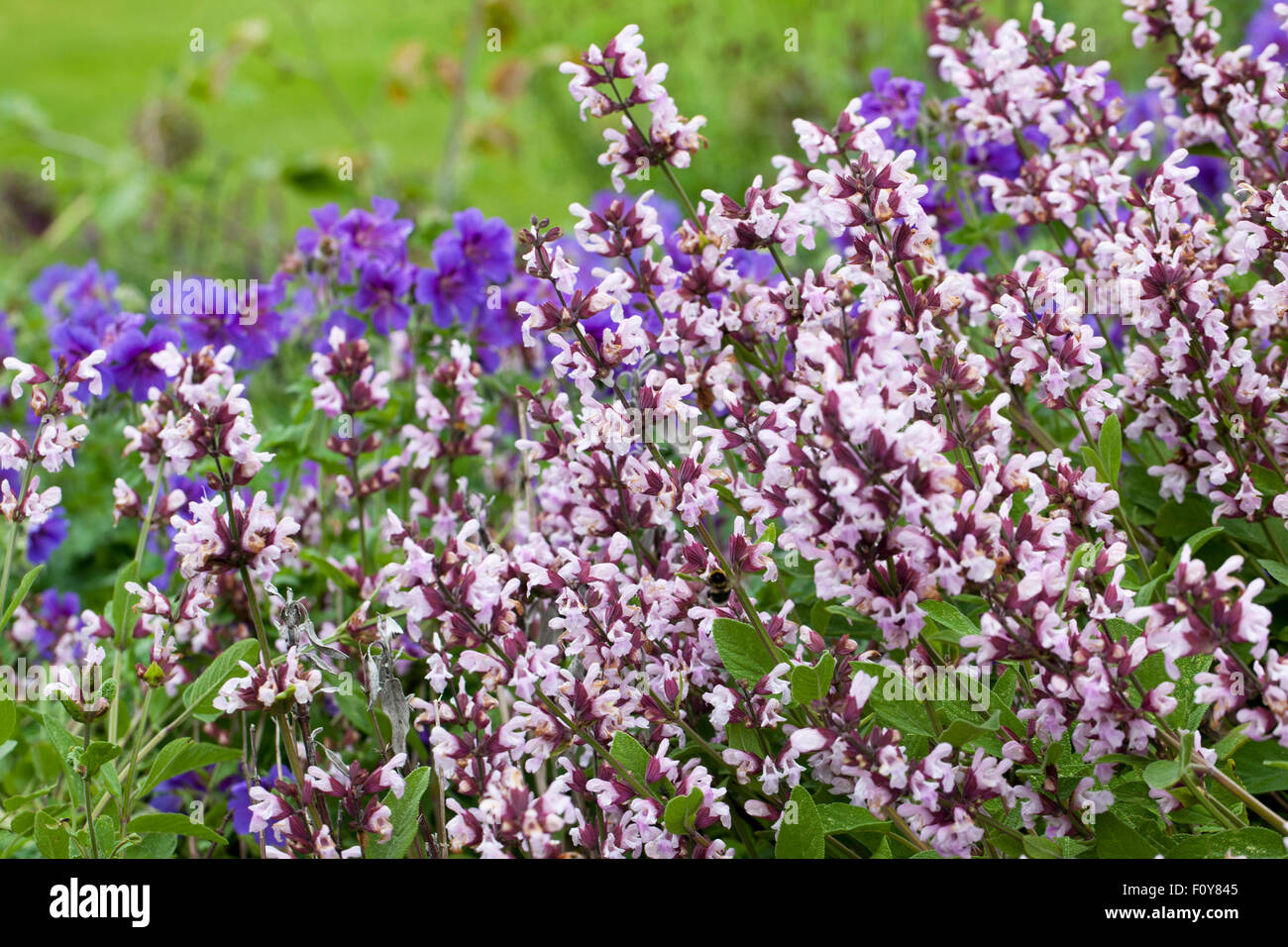 Close up of Pale pink Nepeta flowering in an English garden Stock Photo ...