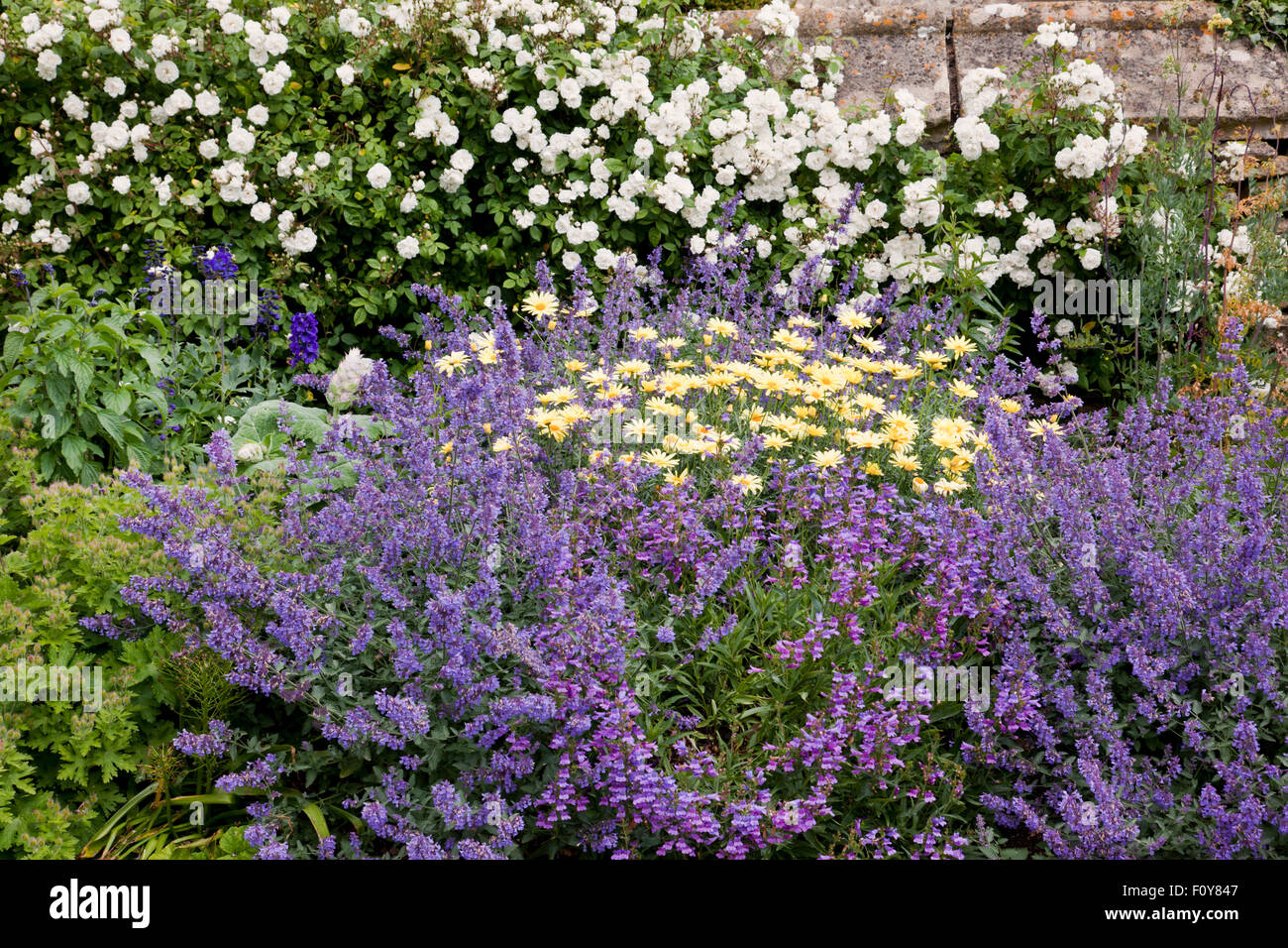 Catmint in border hi-res stock photography and images - Alamy