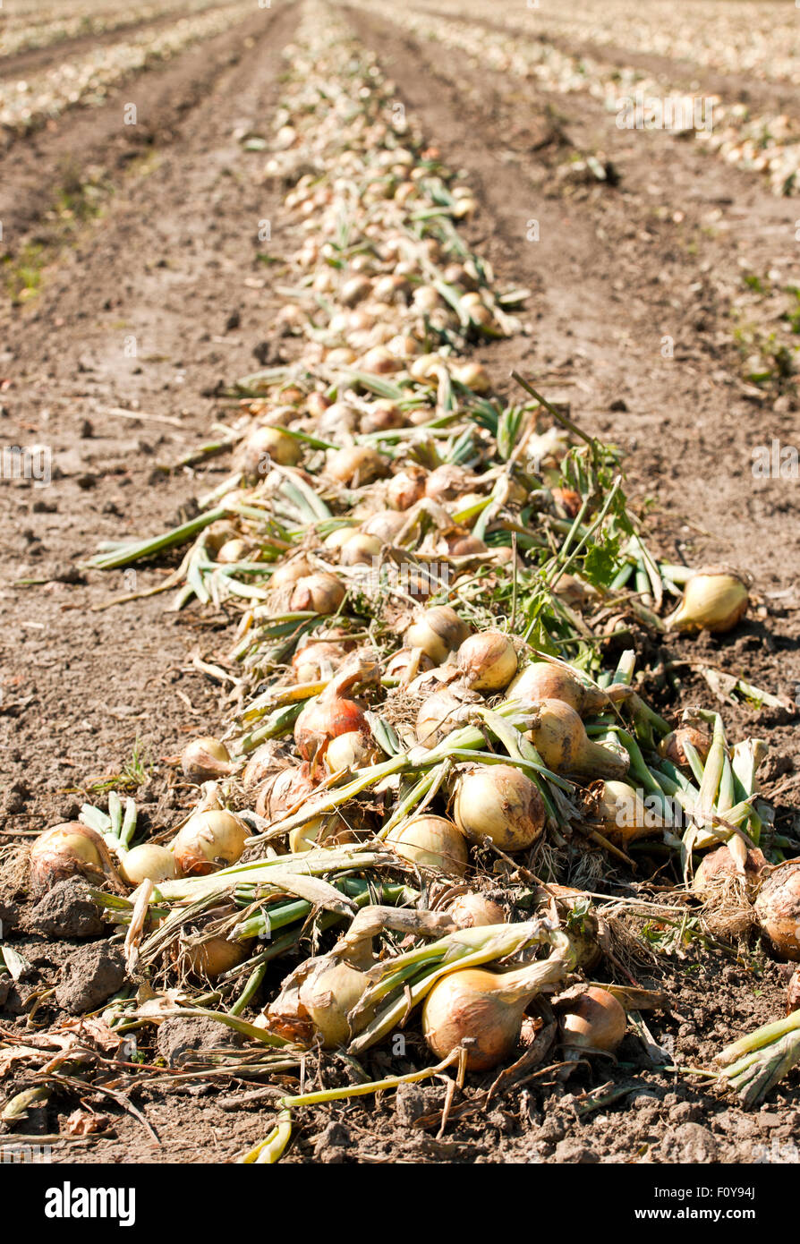 fresh harvested onions are drying on the land in the Summer Sun Stock ...