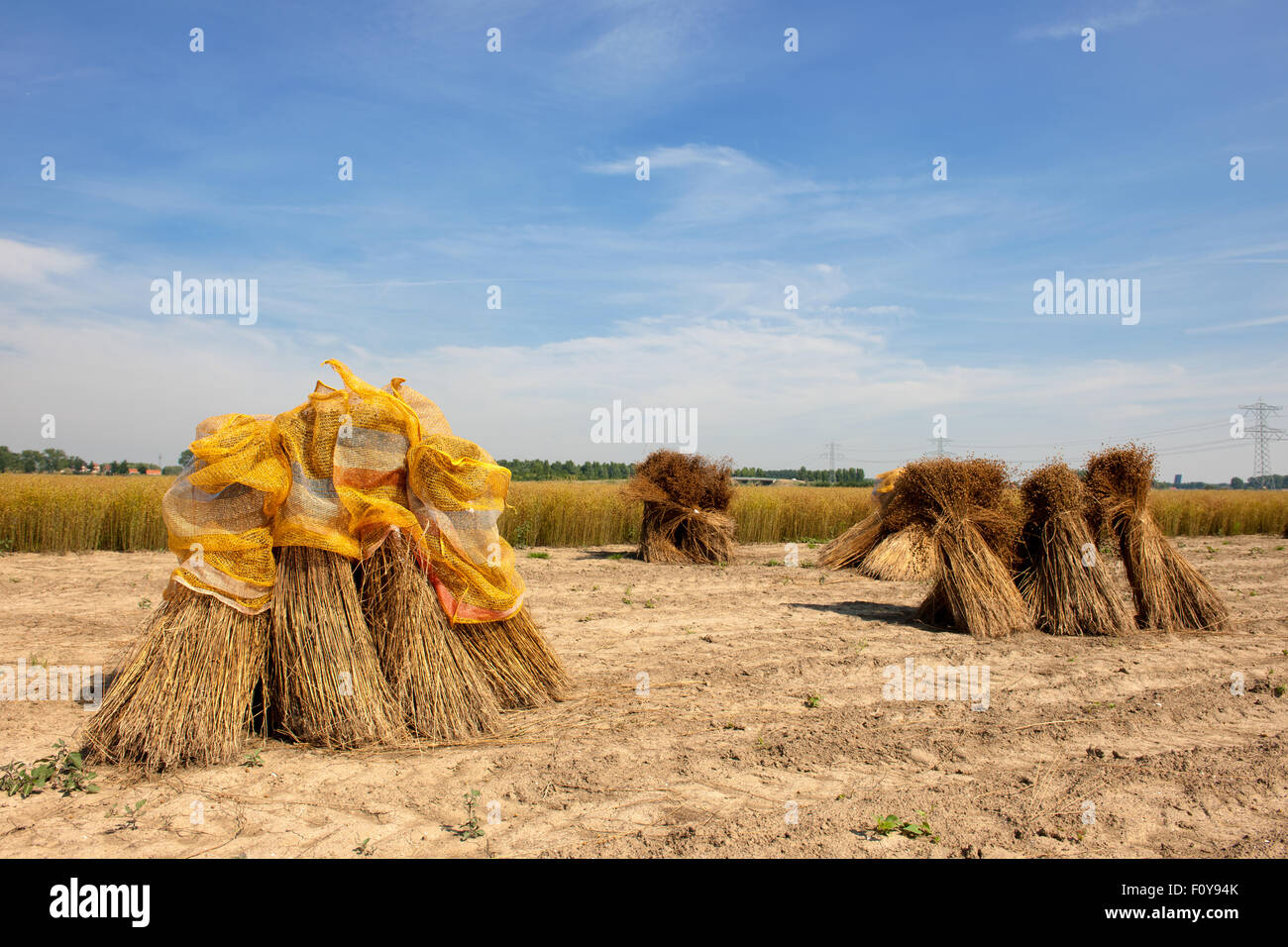 Flax weed hi-res stock photography and images - Alamy