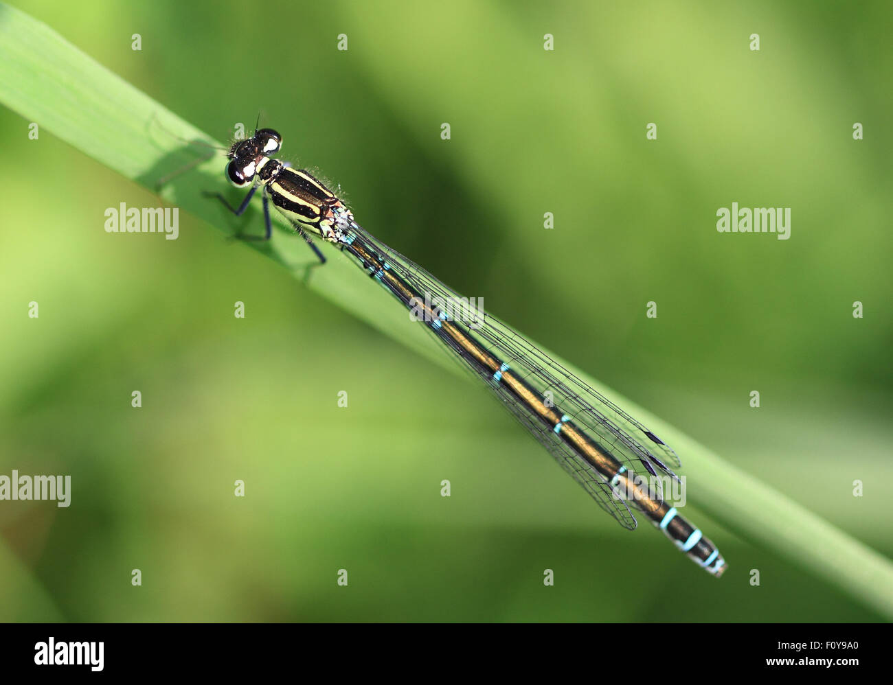 A beautiful Damselfly resting on a blade of green grass Stock Photo - Alamy