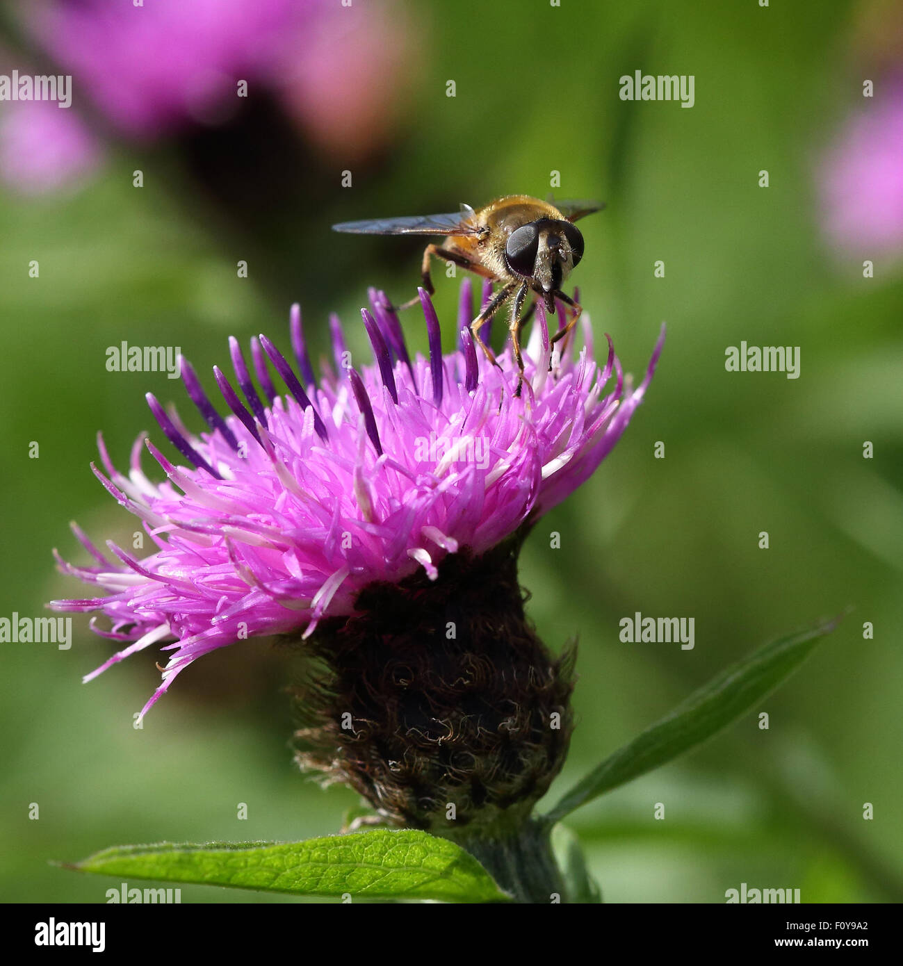 A beautiful Wasp on a pink thistle flower Stock Photo - Alamy