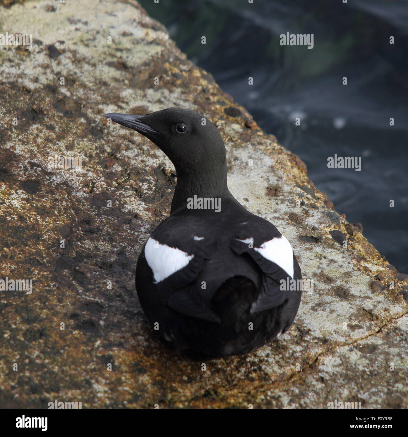 Black guillemot resting on rocks hi-res stock photography and images ...