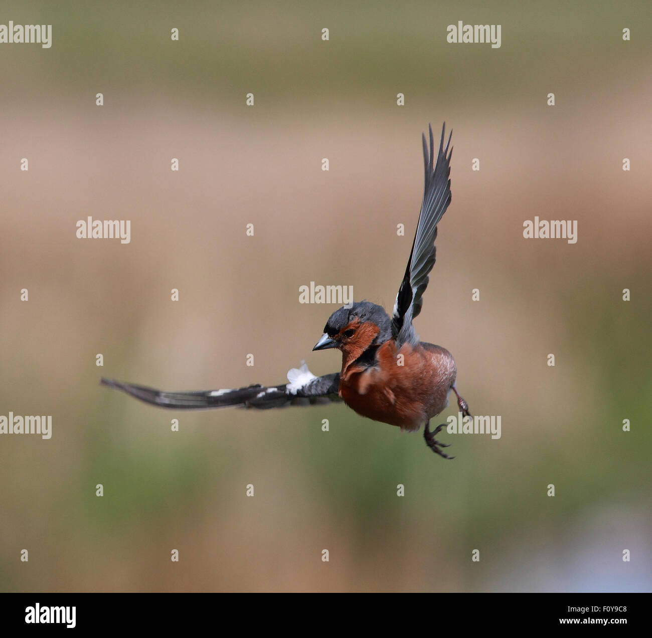 A beautiful Chaffinch in flight, looking back with its wings spread ...