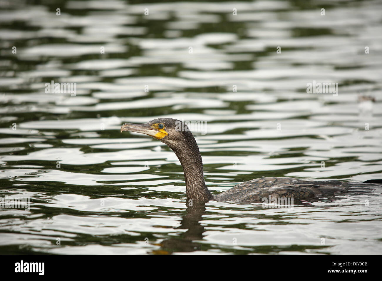 A lovely Cormorant, also known as Shag, in water just before diving ...
