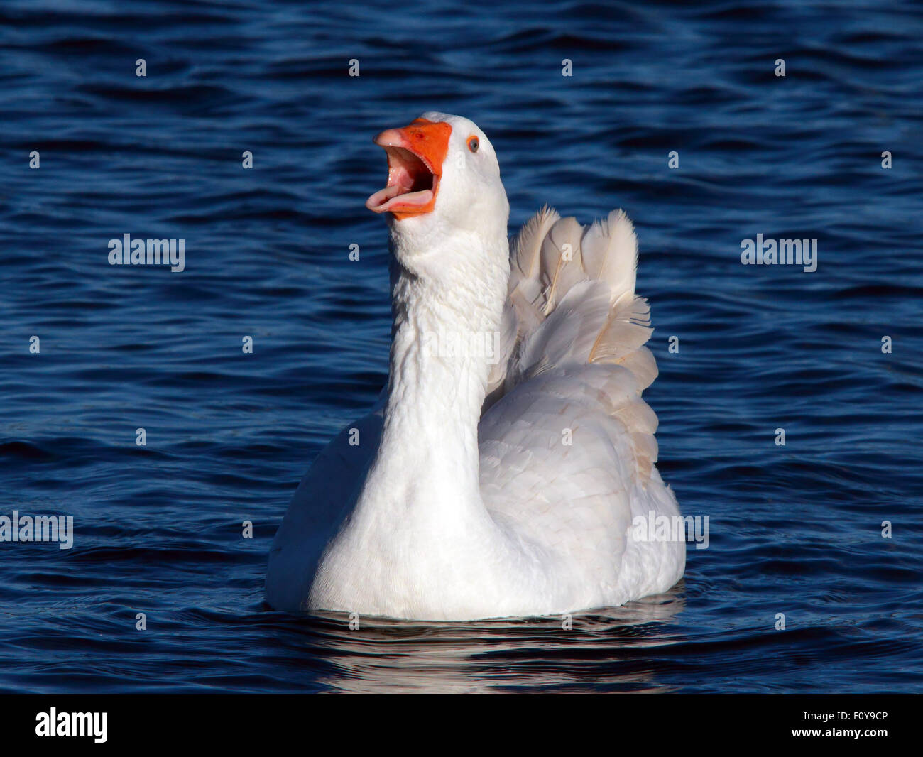 Embden goose hi-res stock photography and images - Alamy