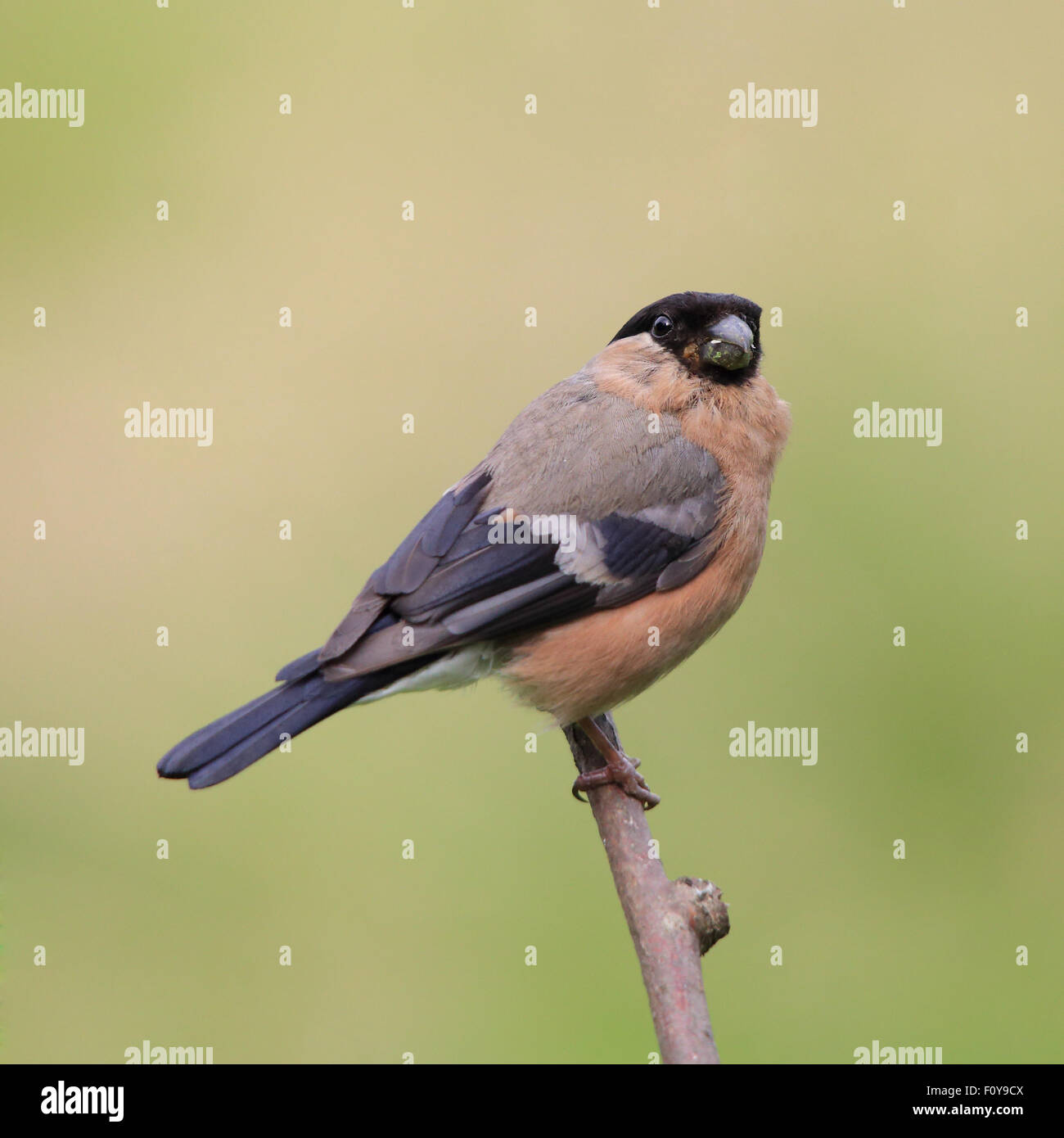 Bullfinch passerine bird hi-res stock photography and images - Alamy