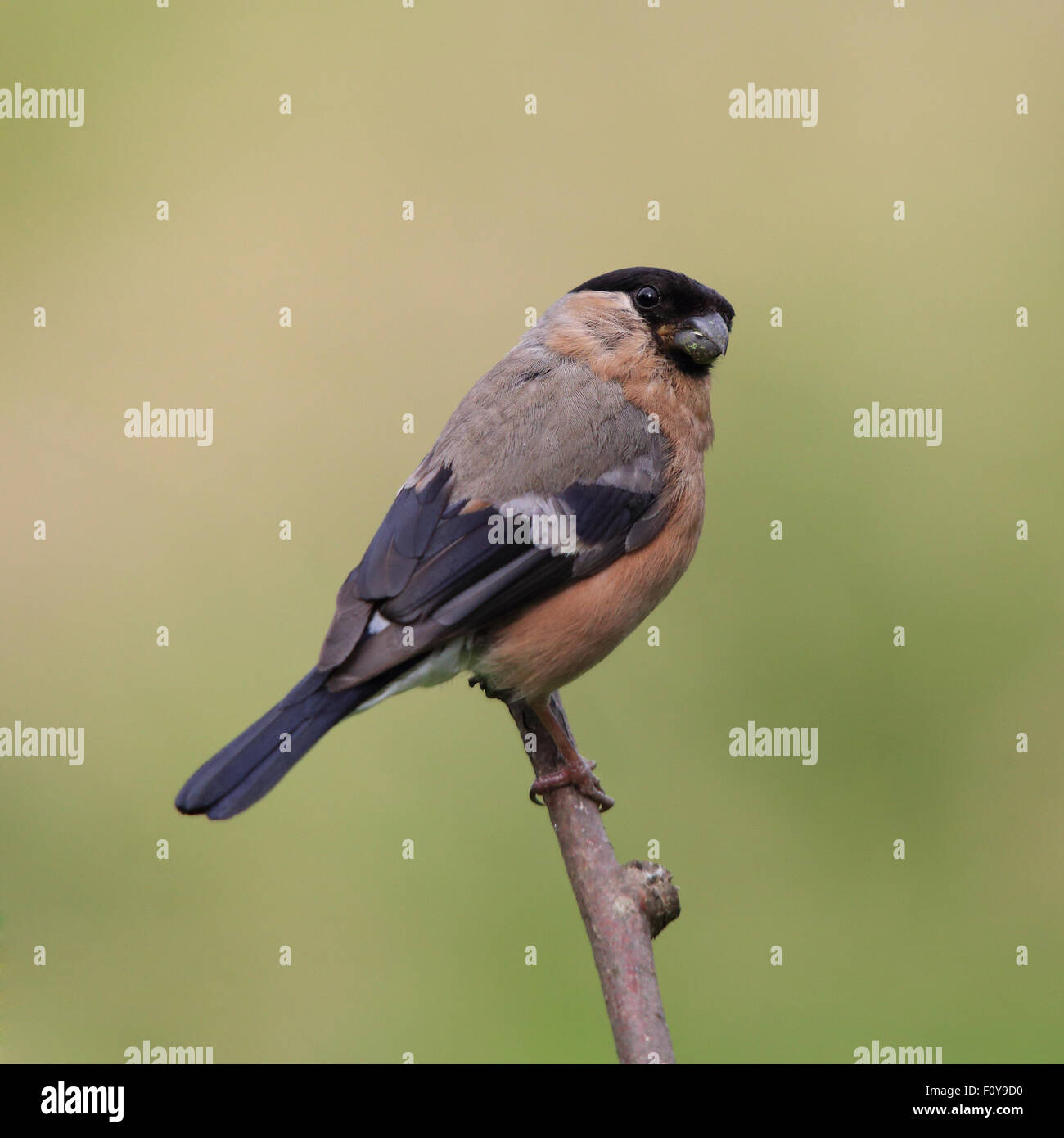 A beautiful Eurasian Bullfinch, also known as Common Bullfinch or ...