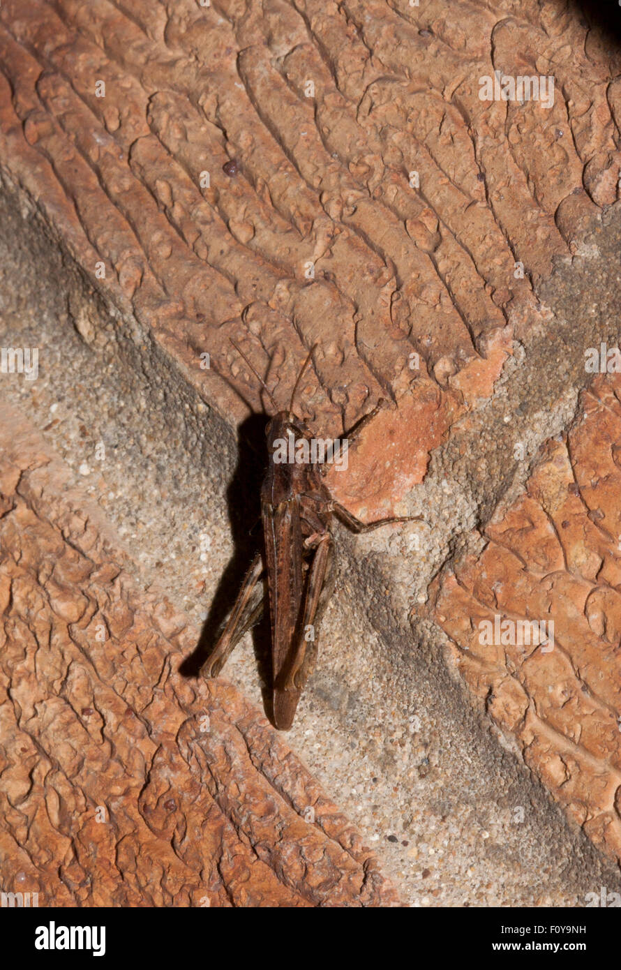 Field Grasshopper on house wall Stock Photo - Alamy