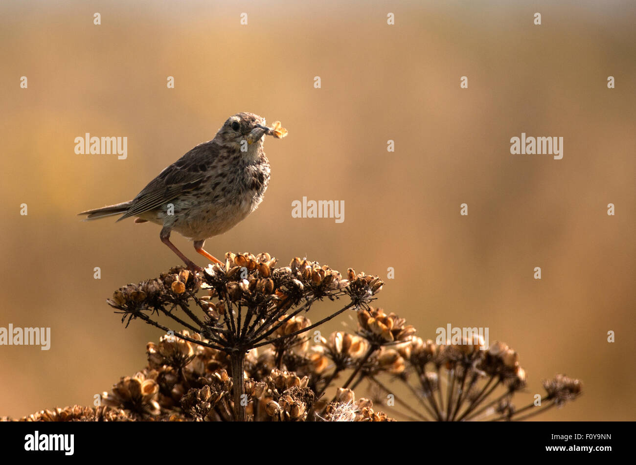 Meadow Pipit with food for young Stock Photo - Alamy