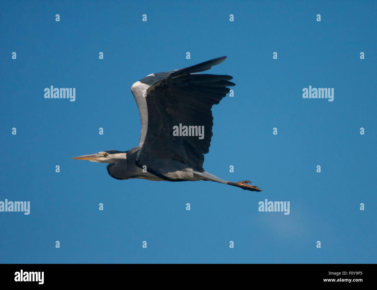 Grey Heron in flight Stock Photo - Alamy