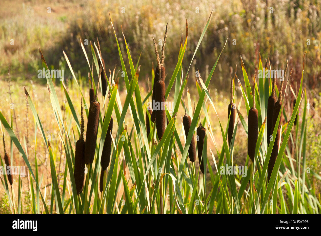 Bulrushes (Great Reedmace Stock Photo - Alamy